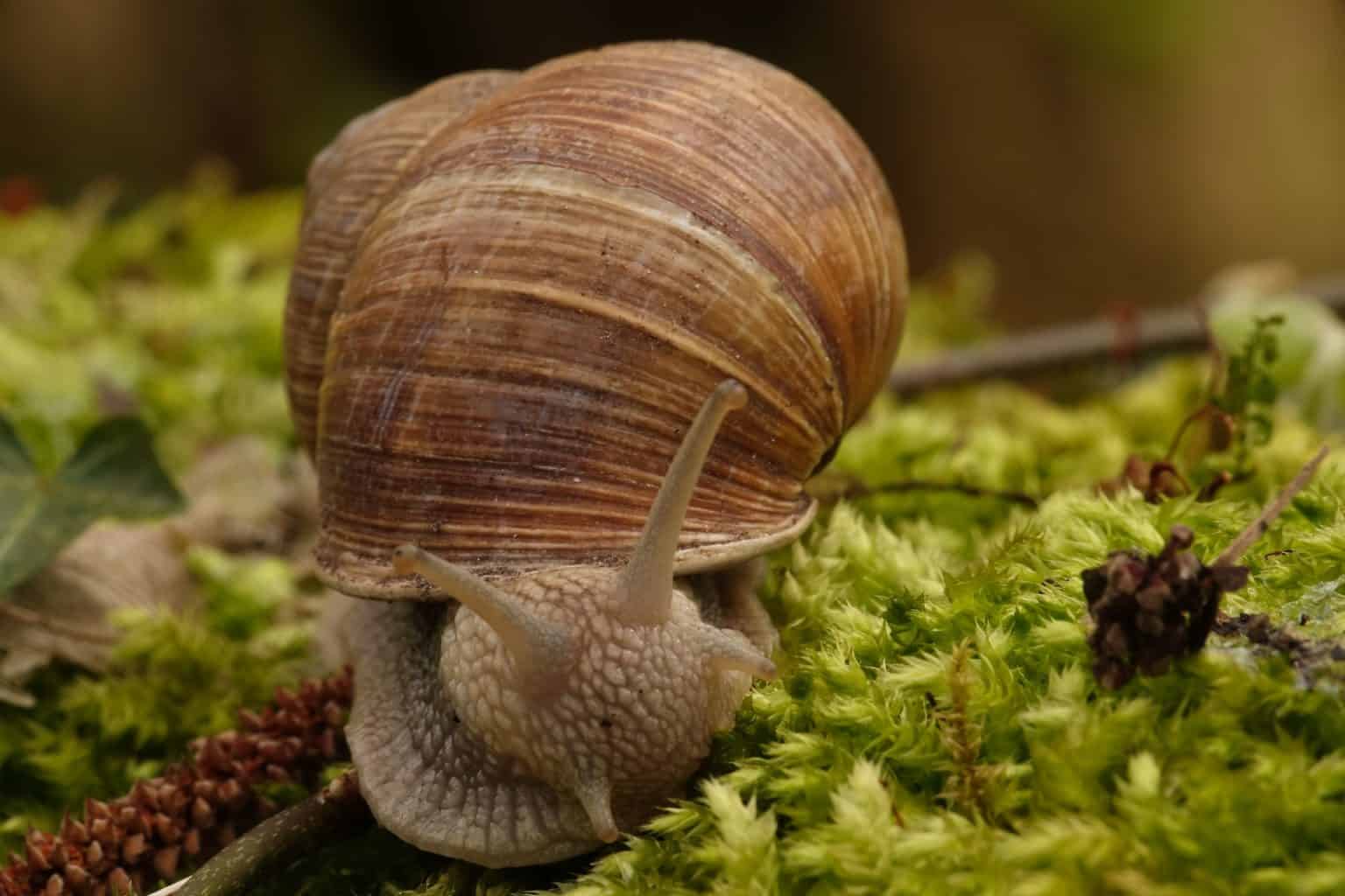 The Escargot Revolution: How Snails are Changing the Food Industry ...