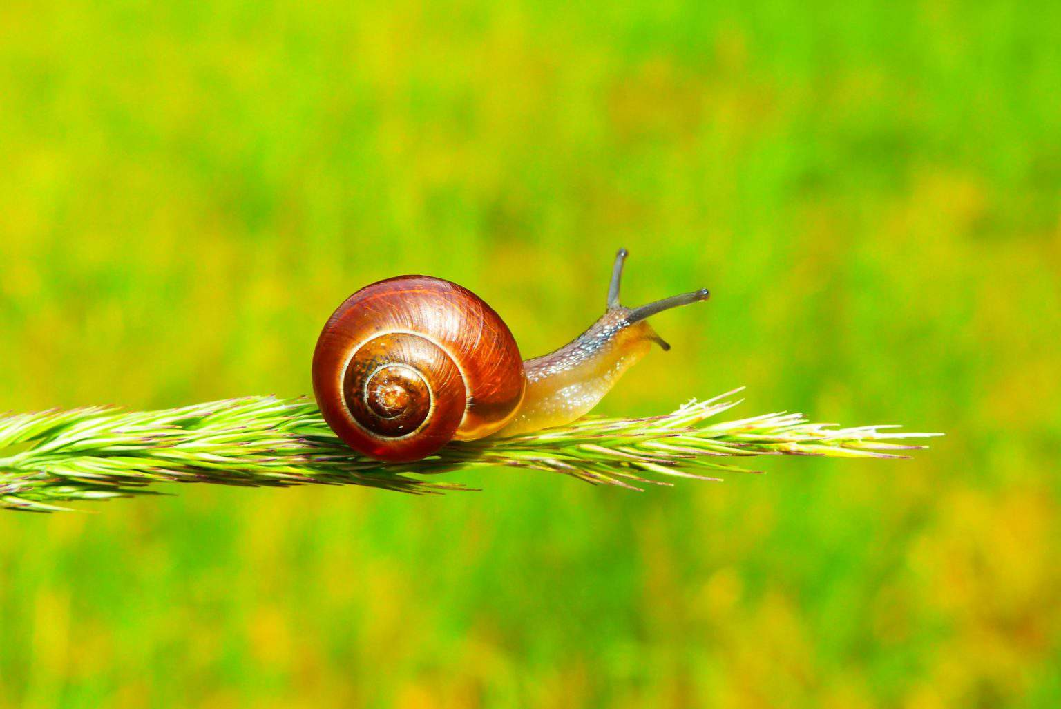 Escargot: Everything You Should Know Before Eating