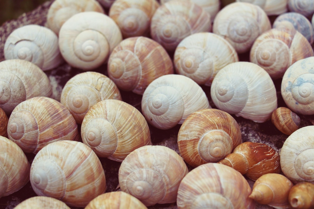 Escargot Through the Centuries | Secret Food Tours